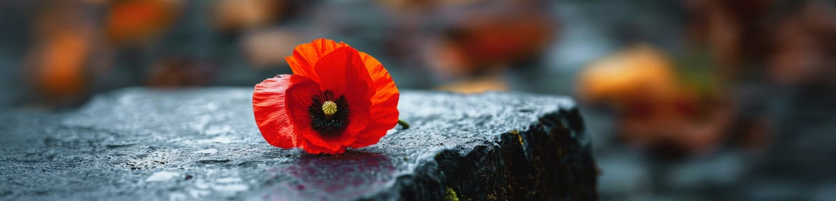 Blurred rituals: Do poppy services at funerals amplify the emotional ...